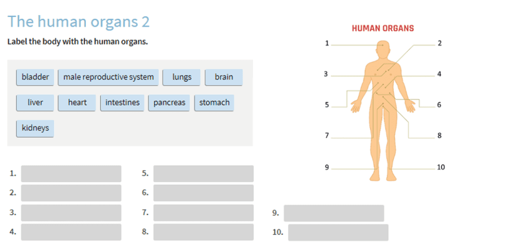 English for Radiography - the human organs – Specialist Language Courses